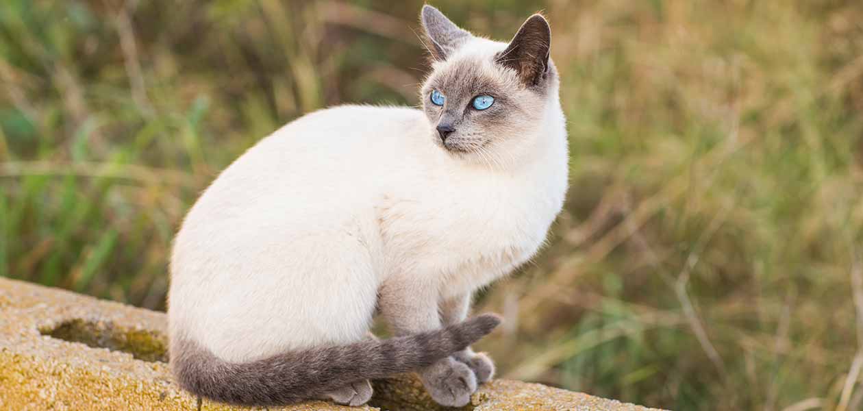 British Blue Point Kedi Özellikleri Ve Bakımı