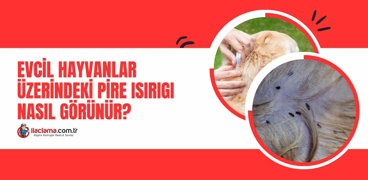 Pire ısırığı Nasıl Görünür ? - Peti Pati Evcil Hayvanlar
