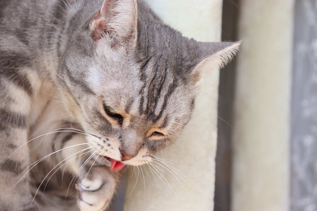Bir Kedi Nasıl Kusturulur? Kedi Kusturma Yöntemleri