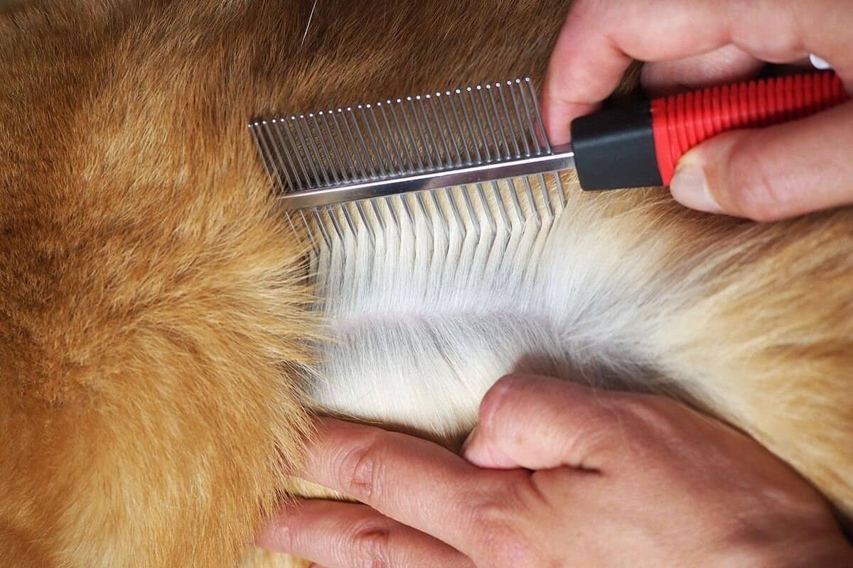 Kedi Pire Tarağı Nasıl Kullanılır? Nasıl Temizlenir?